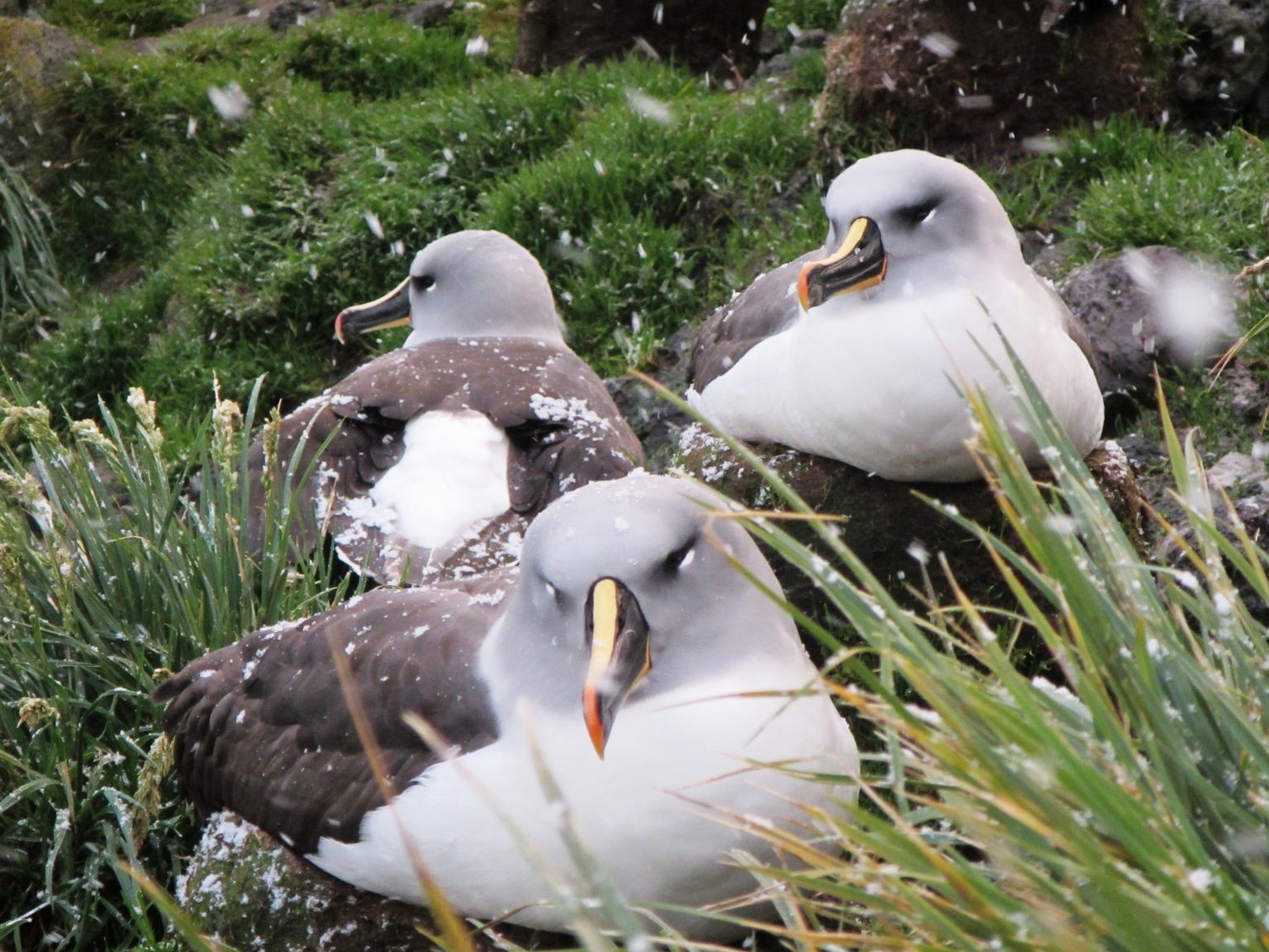 Featuring Marion Island’s albatrosses and petrels affected by mice and ...