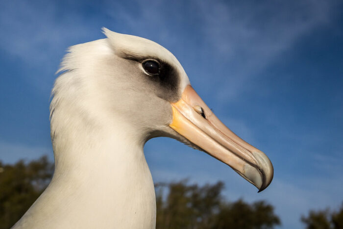 The Midway Seabird Protection Project is set to eradicate the atoll’s ...