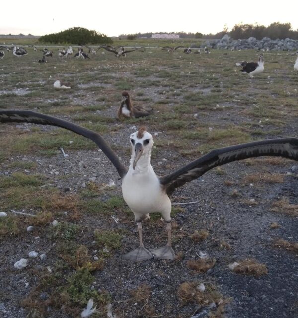 The Midway Seabird Protection Project is set to eradicate the atoll’s ...
