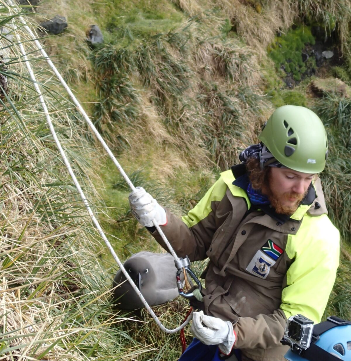 Featuring Marion Island’s albatrosses and petrels affected by mice: the ...