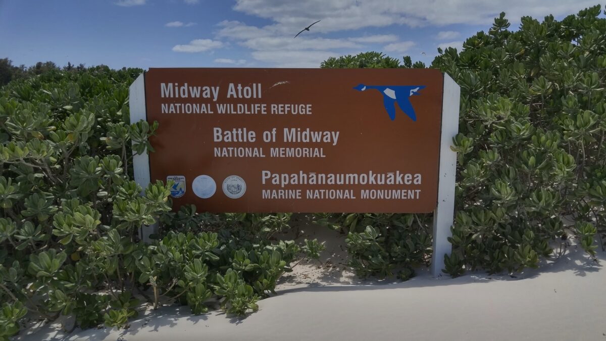 The Midway Seabird Protection Project is set to eradicate the atoll’s ...