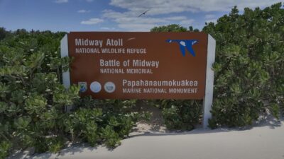 The Midway Seabird Protection Project is set to eradicate the atoll’s ...