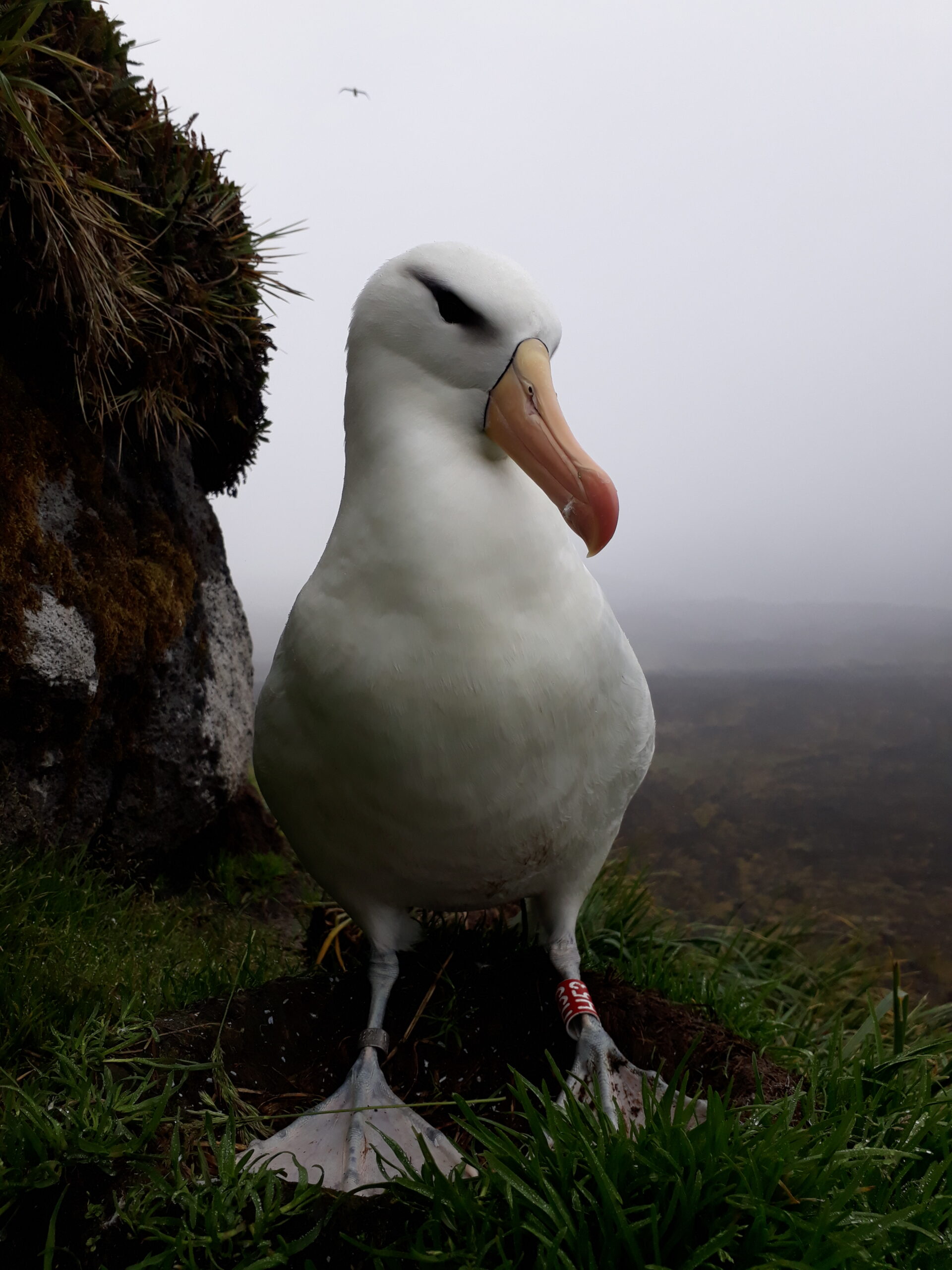 Featuring Marion Island’s albatrosses and petrels affected by mice: the ...