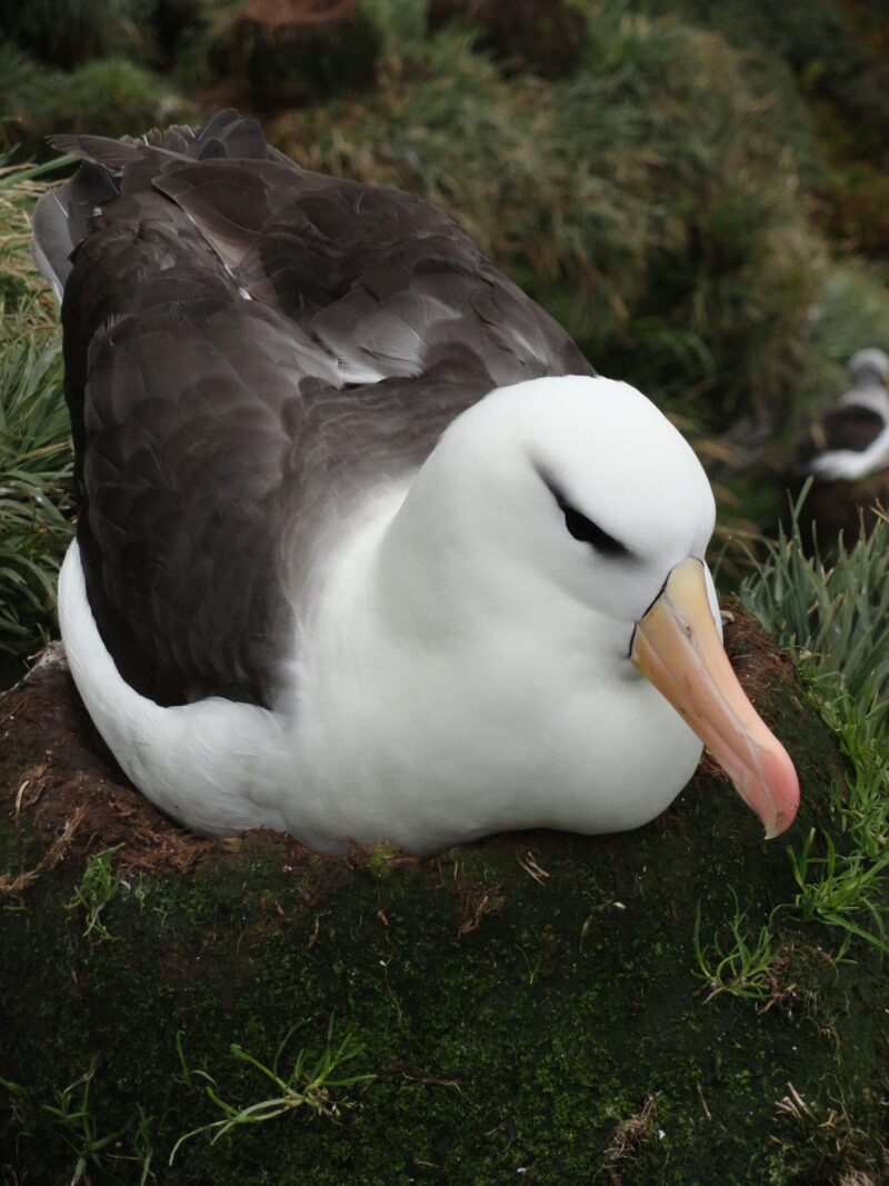 Über die von Mäusen betroffenen Albatrosse und Sturmvögel der Marion-Insel: die "anderen ...