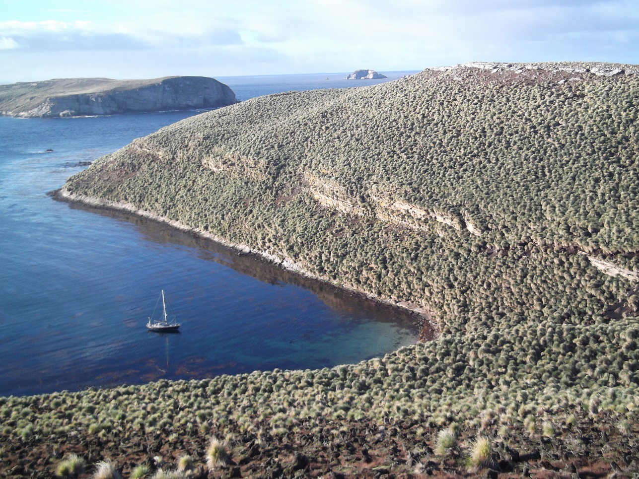 A success story: 65 islands in the Falklands have been cleared of their ...