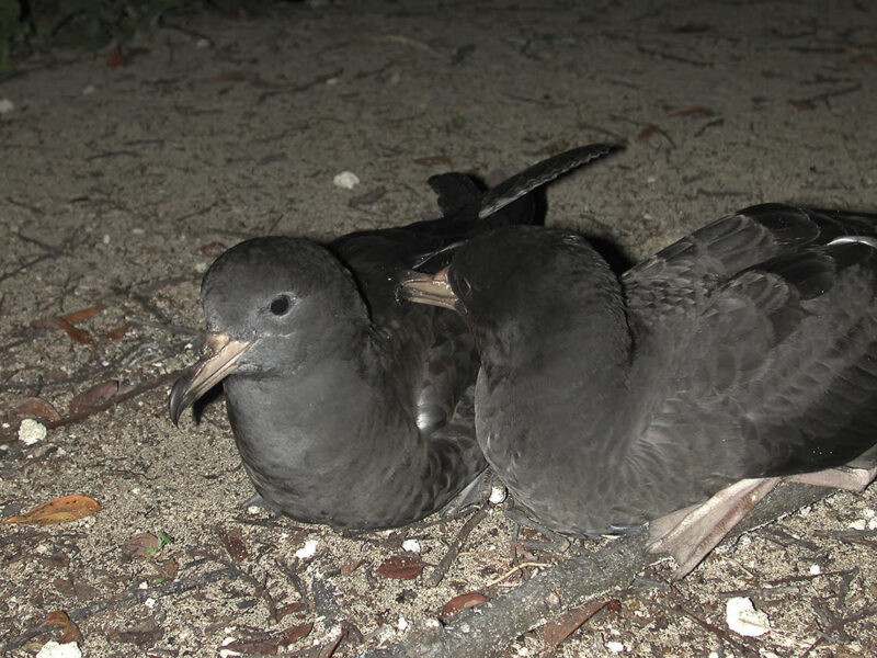 Australia’s Lord Howe Island declared free of introduced rats and mice ...