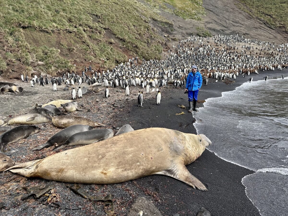 Mouse-free Prince Edward Island, a hidden gem in the sub-Antarctic, is ...