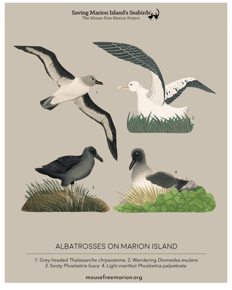 Giving back: the Mouse-Free Marion Project releases a poster to thank ...