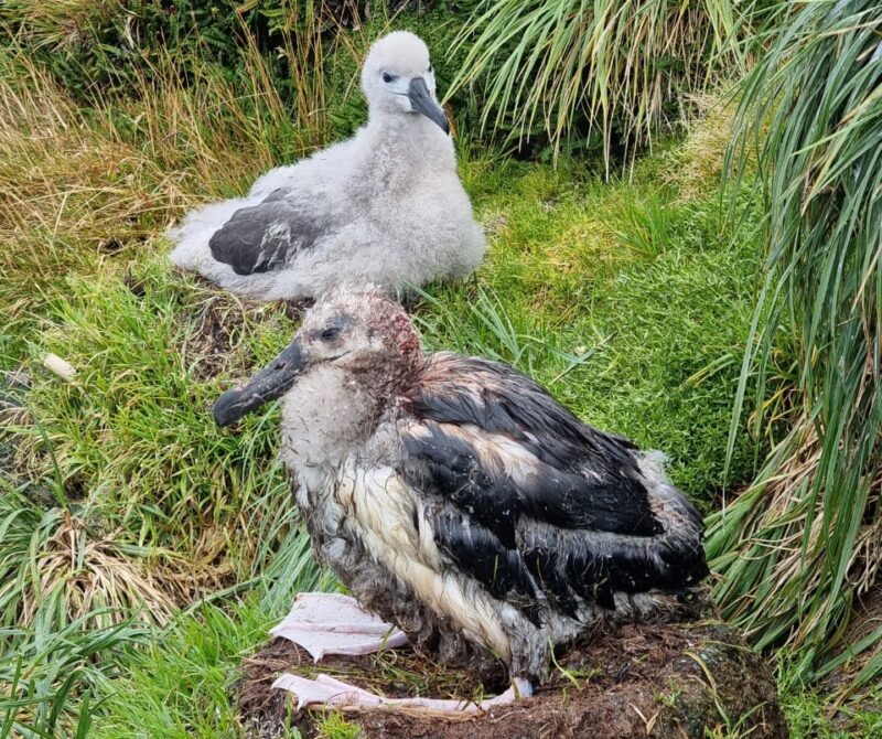 Attacks by House Mice on Marion Island’s threatened albatrosses ...