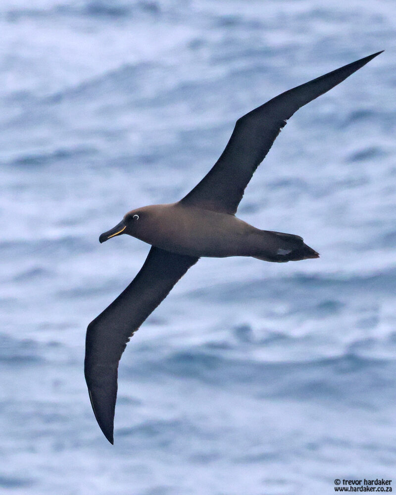 A 100-hectare sponsor is thanked with an original painting of a Light ...